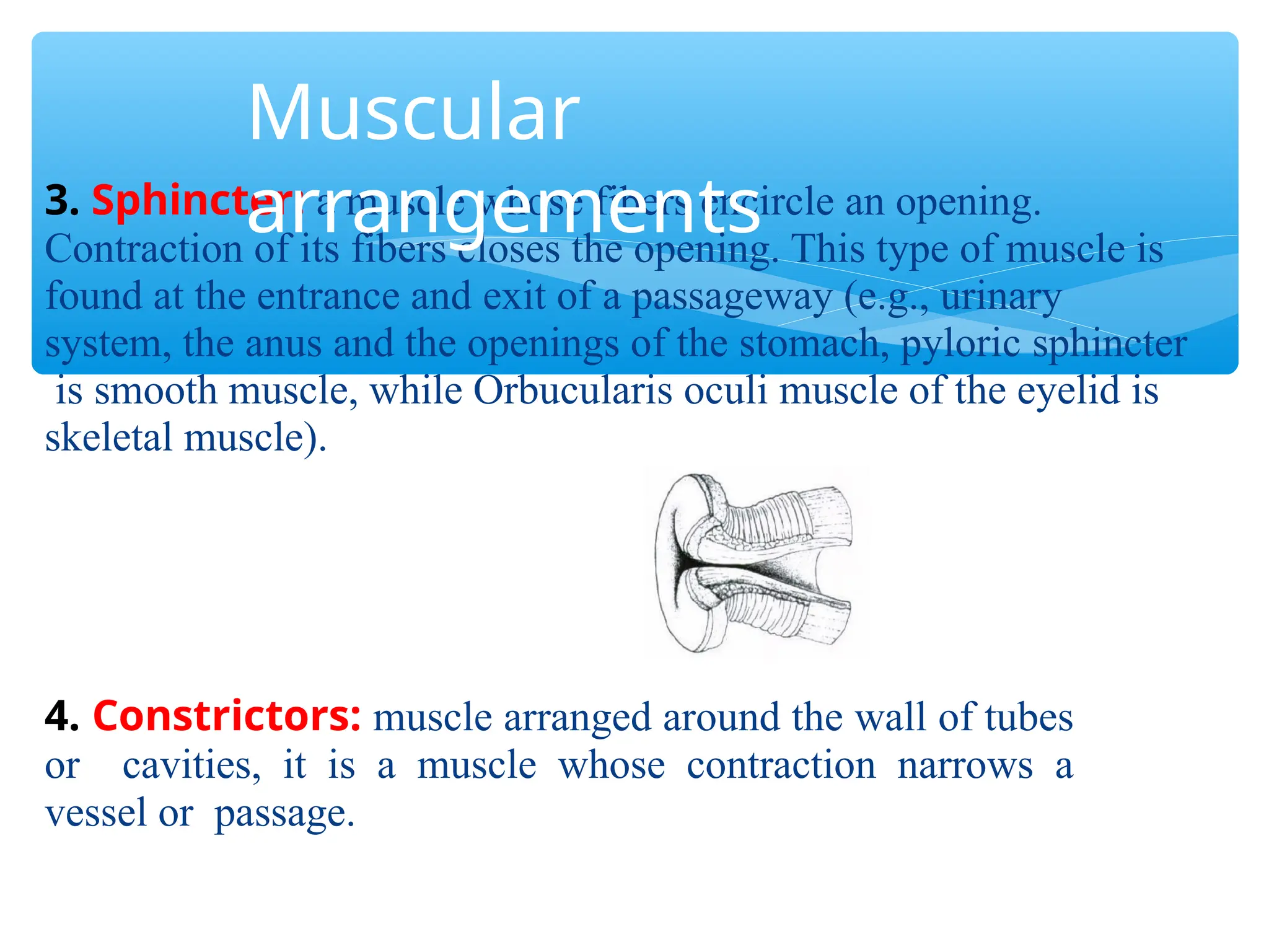 Myology of anatomy . pptx anatomy (pptx) | PPTX