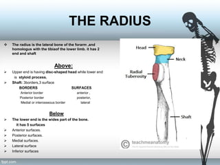 Myology and ostrology of upper limb | PPT
