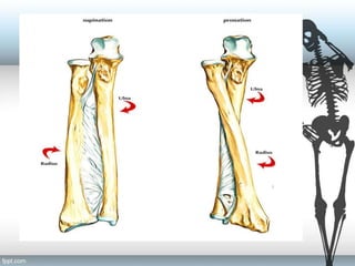 Myology and ostrology of upper limb | PPT