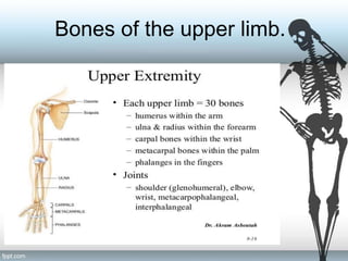 Myology and ostrology of upper limb | PPT