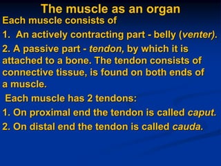 myology and muscles cell muscle in 1 and | PDF