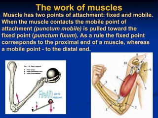 myology and muscles cell muscle in 1 and | PPT