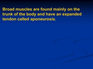 myology and muscles cell muscle in 1 and | PPT
