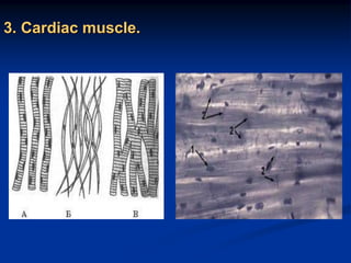 myology and muscles cell muscle in 1 and | PDF