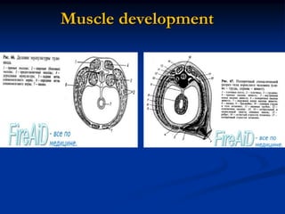 myology and muscles cell muscle in 1 and | PDF
