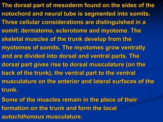 myology and muscles cell muscle in 1 and | PPT