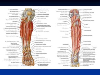myology_II.ppt | Death, Injury, or Military Conflict | Sensitive Topics