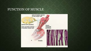 Myopathies | PPTX