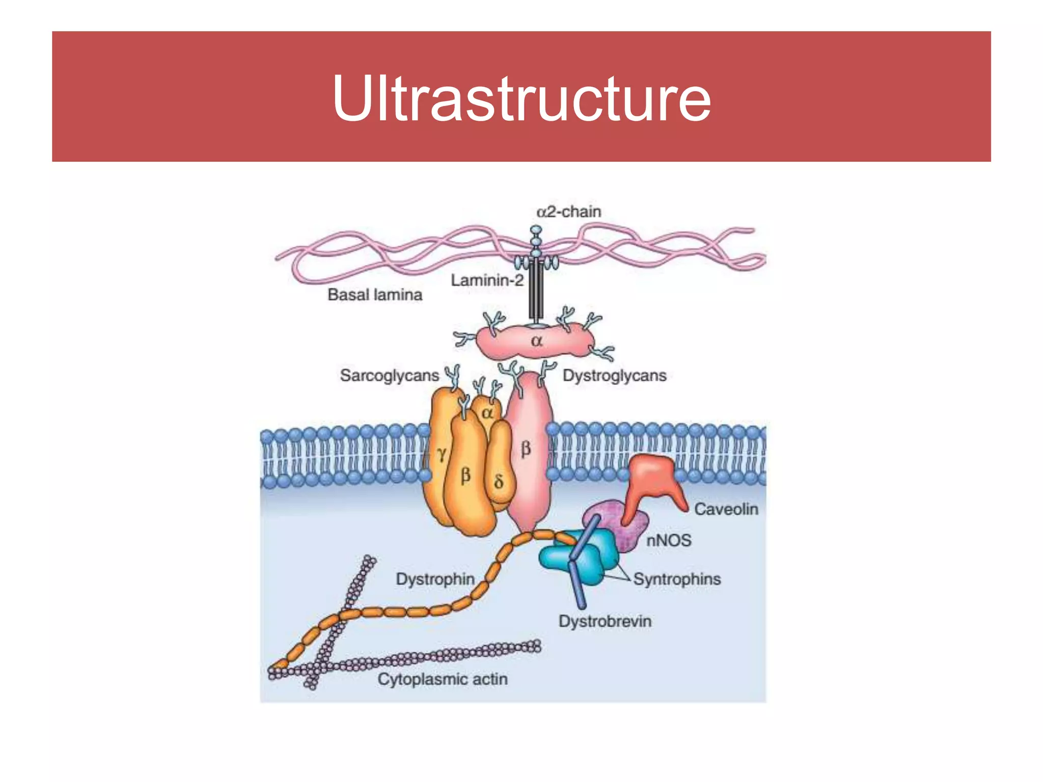 Myopathies | PPTX