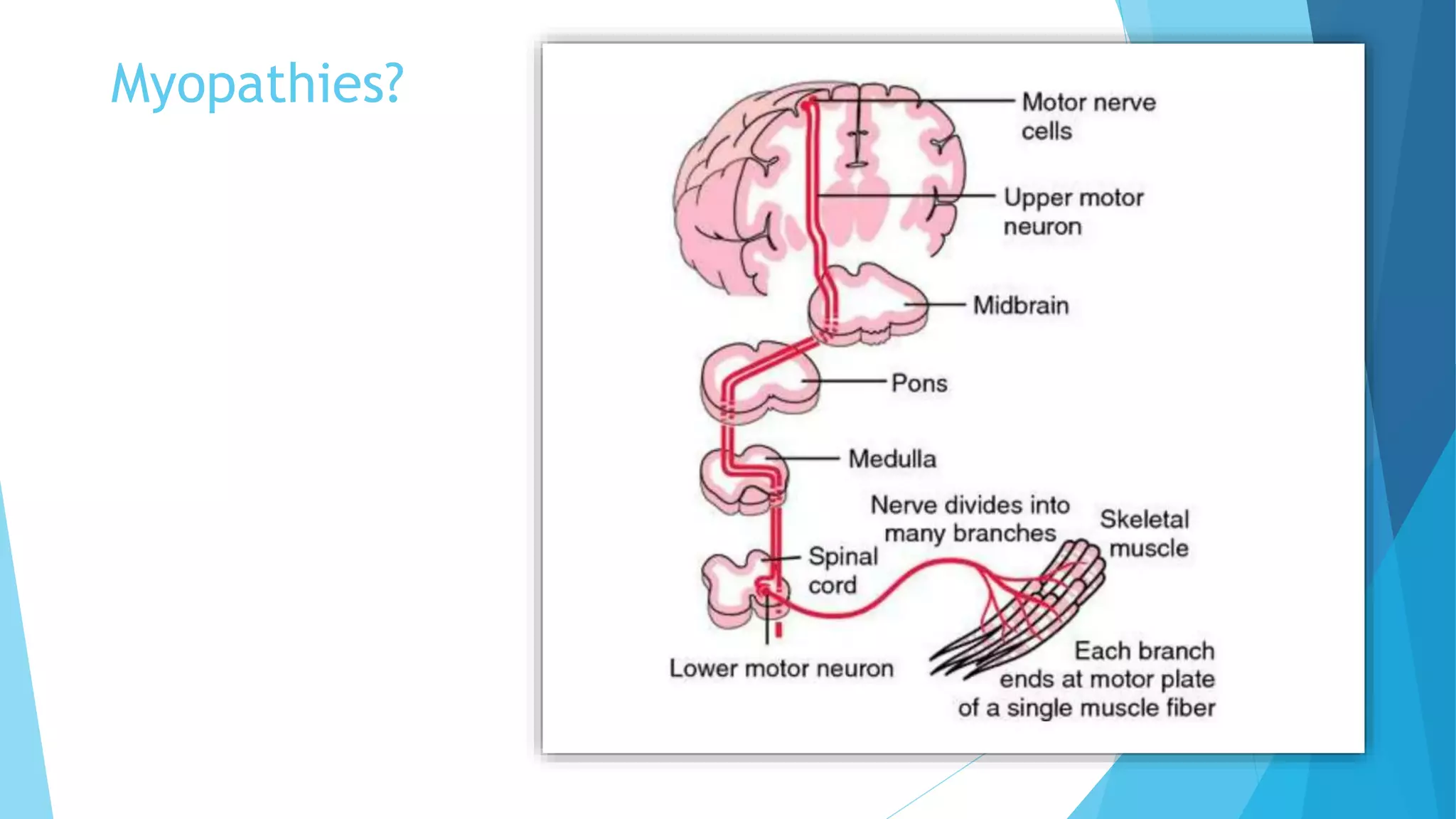 Myopathies Classification and physiotherapy management.pptx