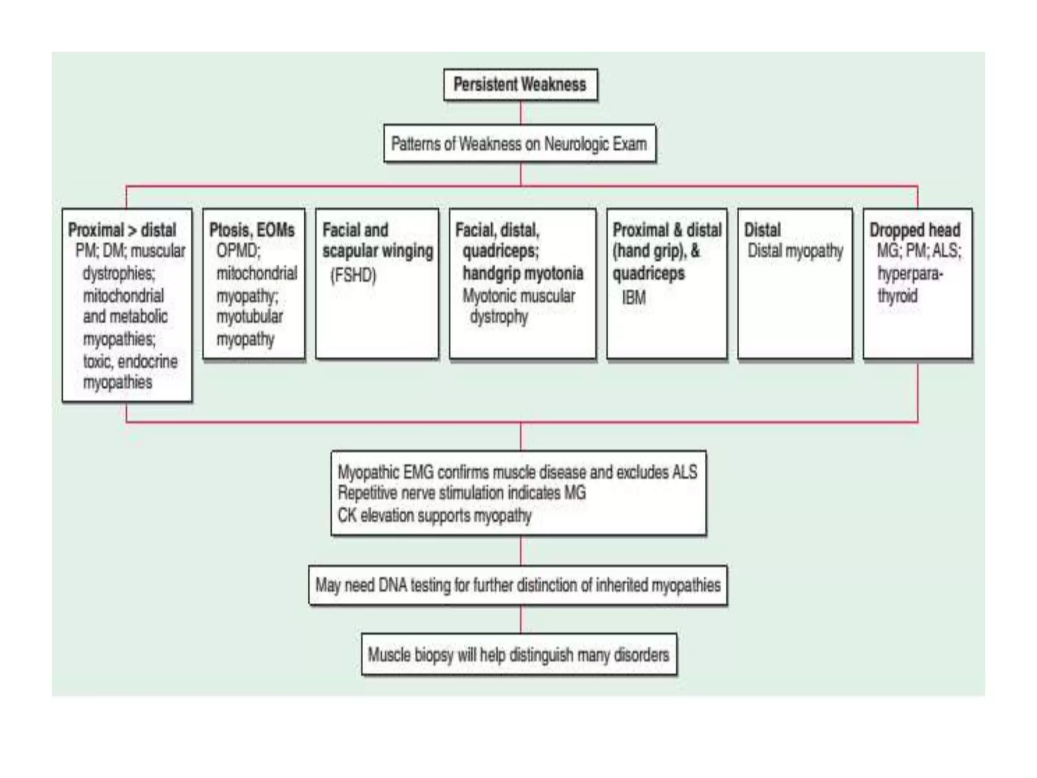 Myopathies & muscular dystrophies | PPTX