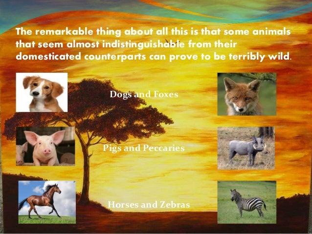 My oral presentation 2