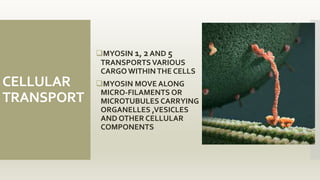 MYOSIN STRUCTURE, FUNCTION AND MODE OF ACTION IN HUMANS | PPTX