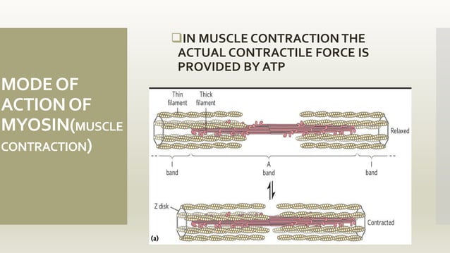 MYOSIN STRUCTURE, FUNCTION AND MODE OF ACTION IN HUMANS | PPTX