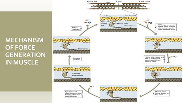 MYOSIN STRUCTURE, FUNCTION AND MODE OF ACTION IN HUMANS | PPTX