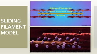 MYOSIN STRUCTURE, FUNCTION AND MODE OF ACTION IN HUMANS | PPTX