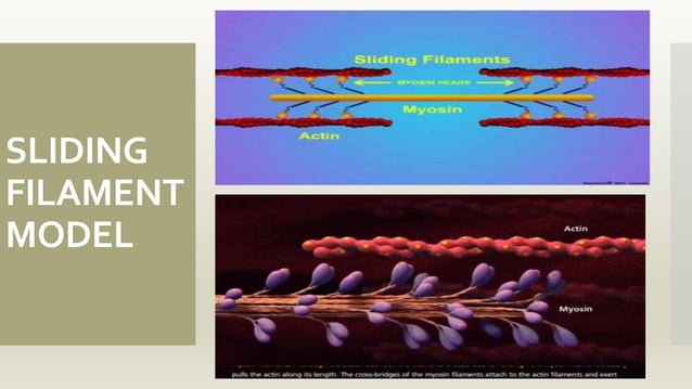 MYOSIN STRUCTURE, FUNCTION AND MODE OF ACTION IN HUMANS | PPTX