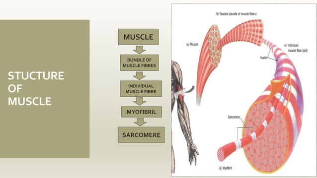 MYOSIN STRUCTURE, FUNCTION AND MODE OF ACTION IN HUMANS | PPTX