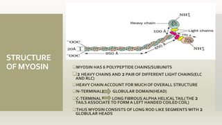 MYOSIN STRUCTURE, FUNCTION AND MODE OF ACTION IN HUMANS | PPTX