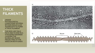 MYOSIN STRUCTURE, FUNCTION AND MODE OF ACTION IN HUMANS | PPTX