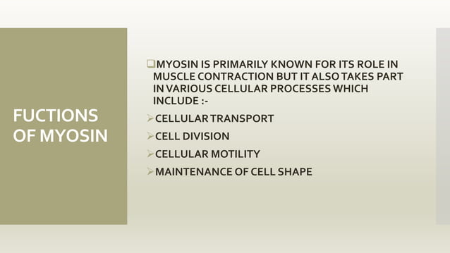 MYOSIN STRUCTURE, FUNCTION AND MODE OF ACTION IN HUMANS | PPTX