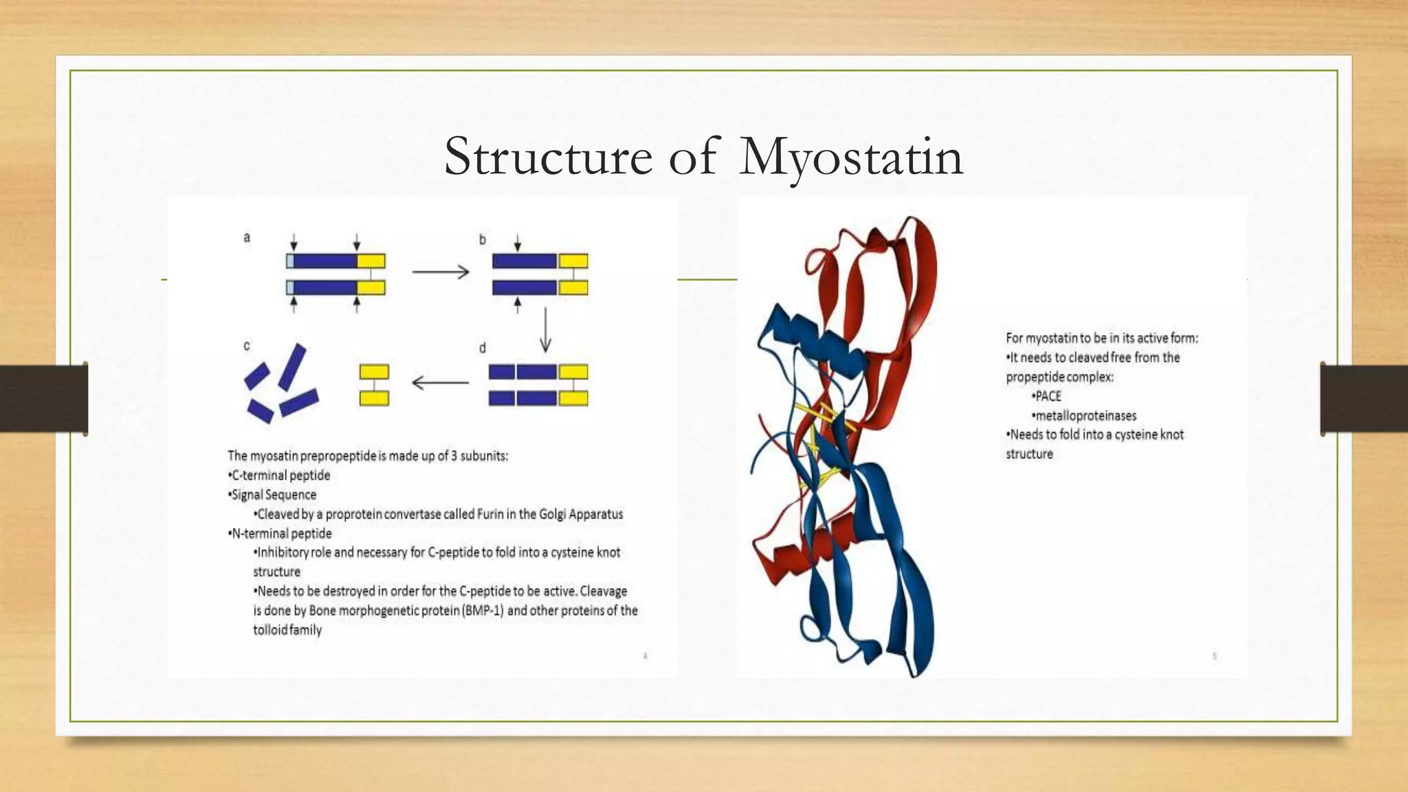 Myostatin | PPTX