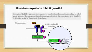 Myostatin | PPTX