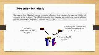 Myostatin | PPTX