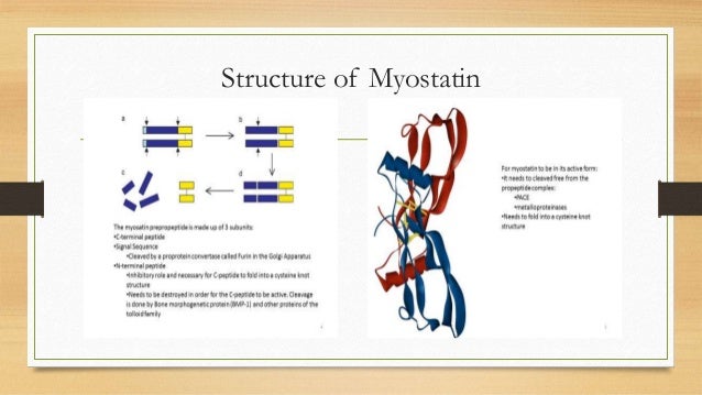 Myostatin
