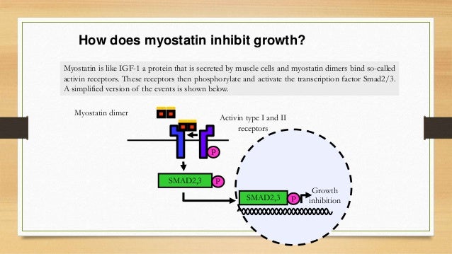 Myostatin