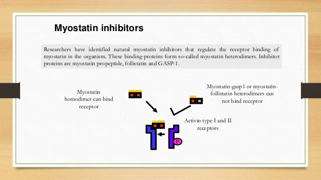 Myostatin