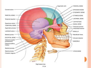 OSTEOLOGY OF HEAD AND NECK | PPTX