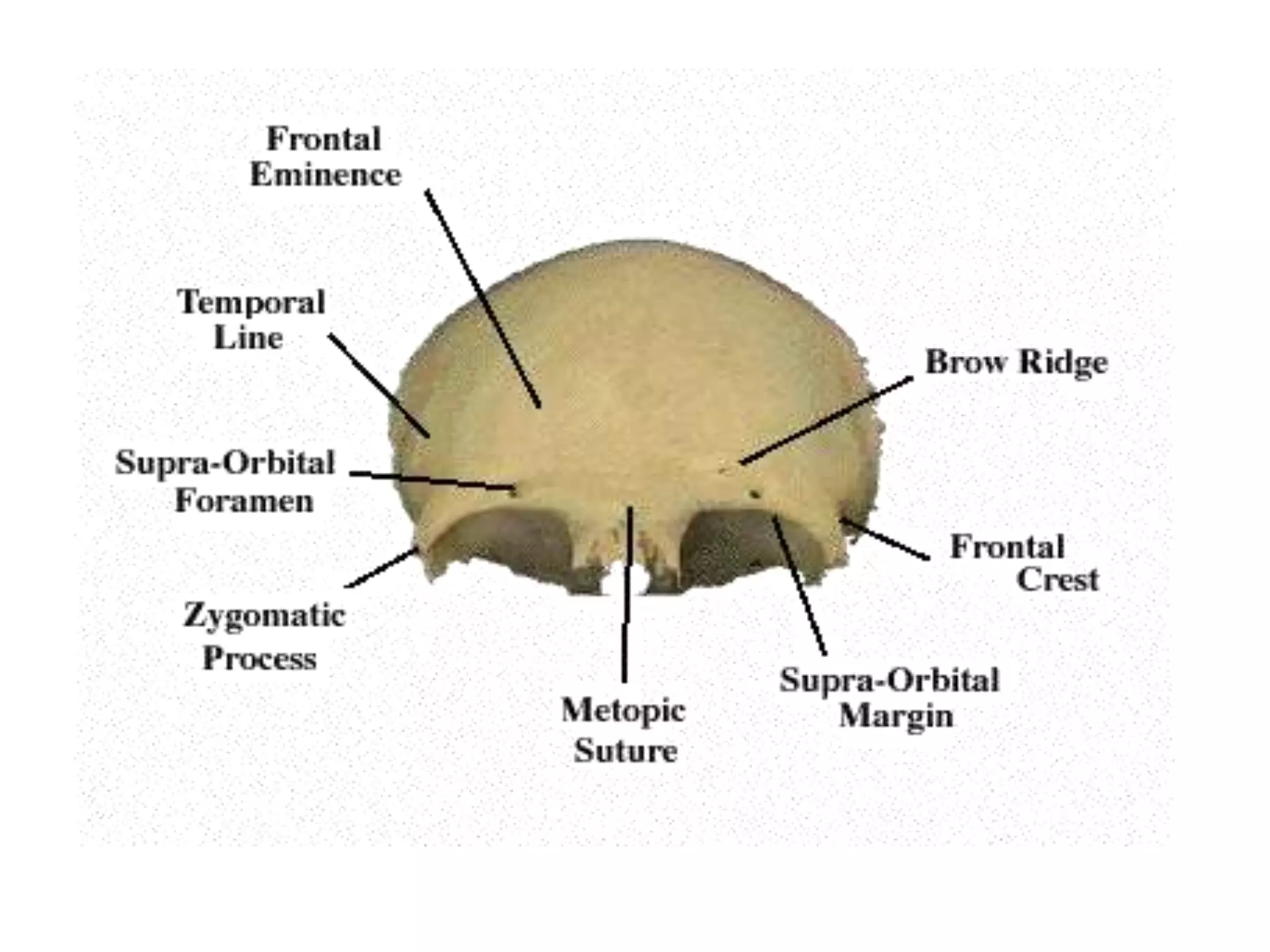 Osteology of facial skeleton | PPTX