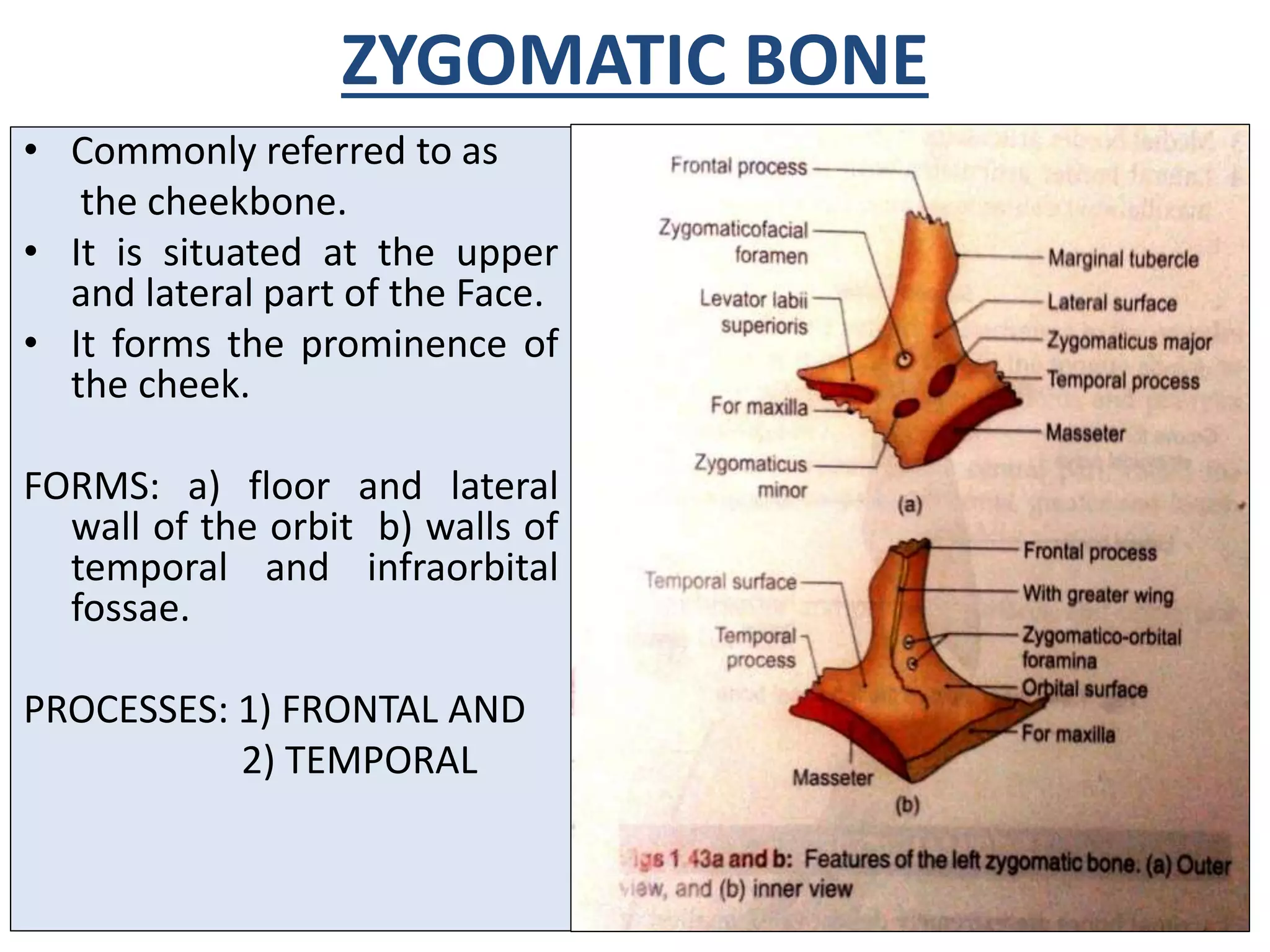 Osteology of facial skeleton | PPTX