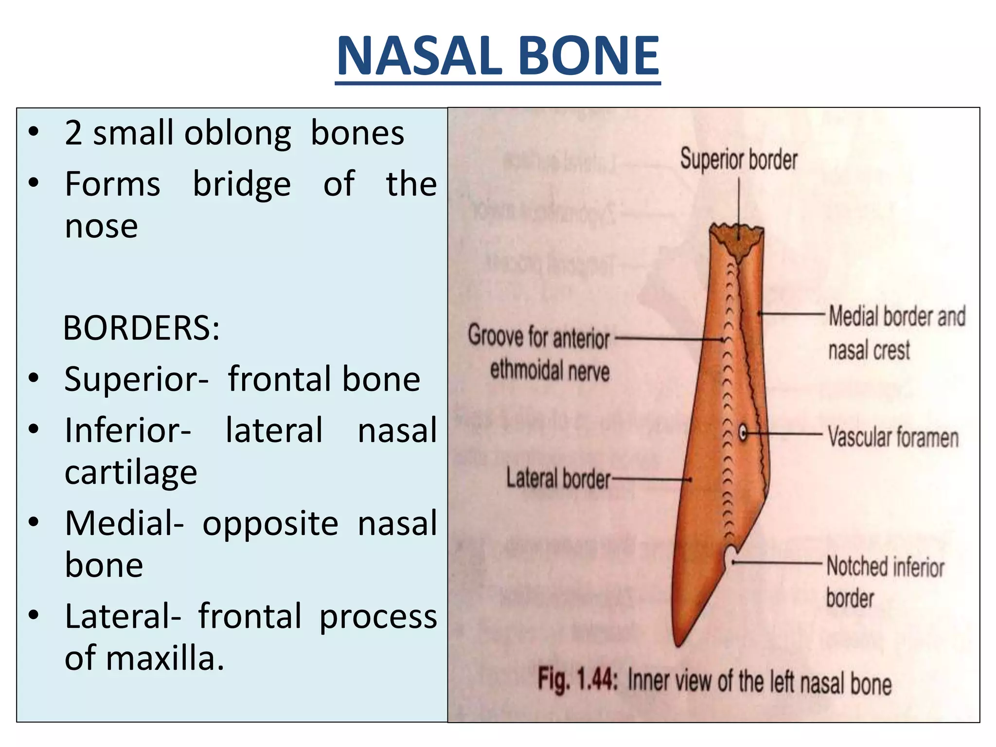 Osteology of facial skeleton | PPTX