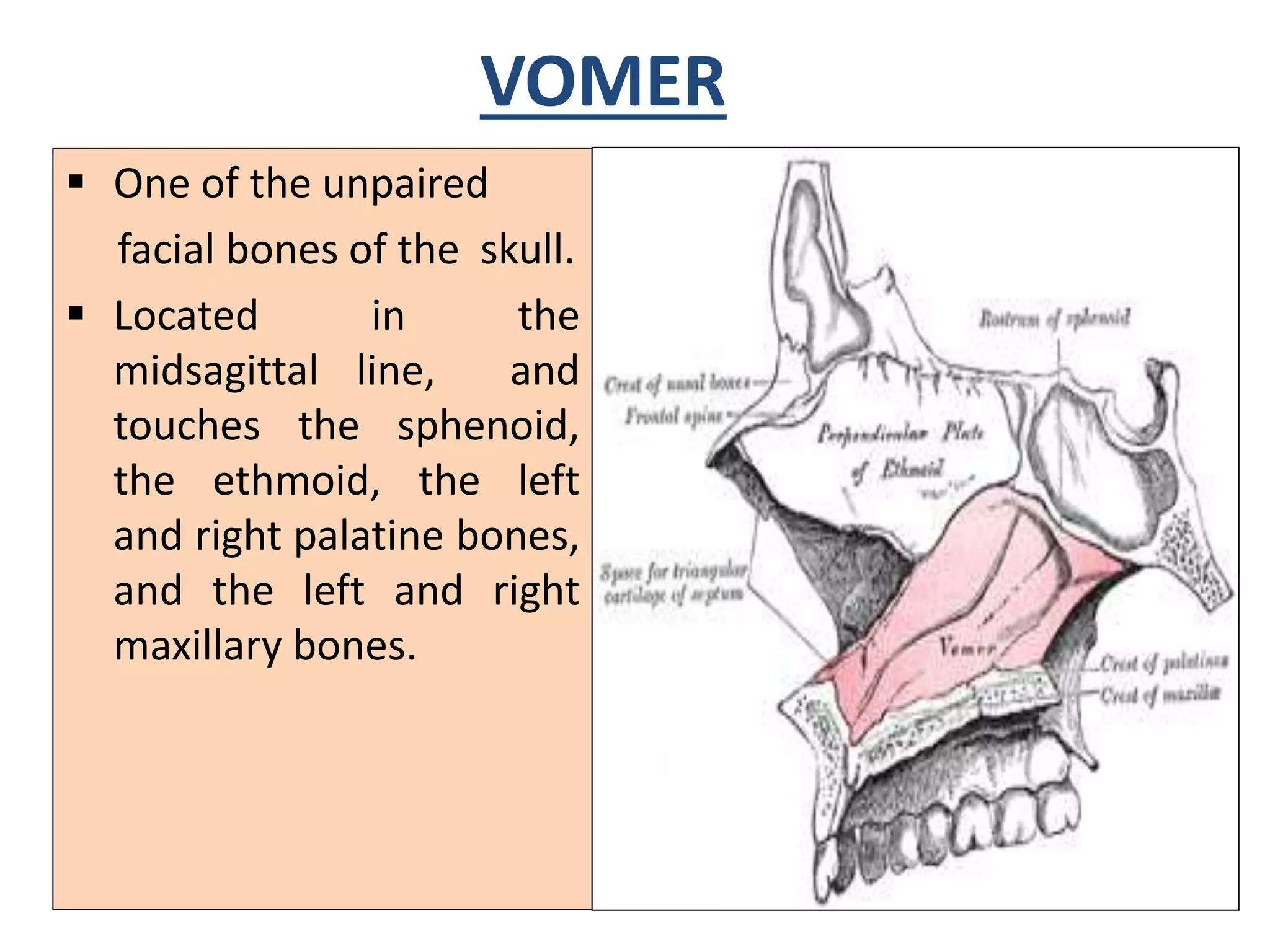 Osteology of facial skeleton | PPTX