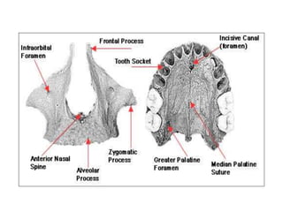 Osteology of facial skeleton | PPTX