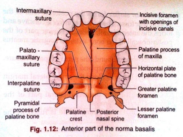 Osteology of facial skeleton