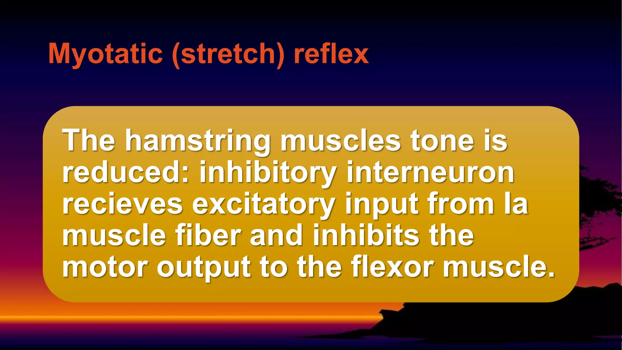 Myotatic reflexes | PPSX