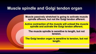 Myotatic reflexes | PPSX