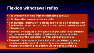 Myotatic reflexes | PPSX