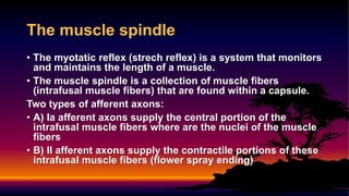 Myotatic reflexes | PPSX