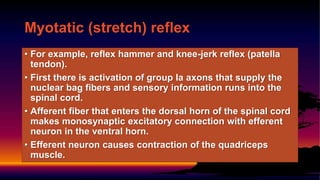 Myotatic reflexes | PPSX