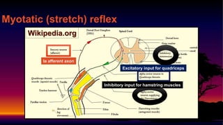 Myotatic reflexes | PPSX