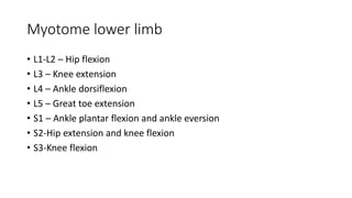 Myotome assessment for physiotherapy students | PPTX