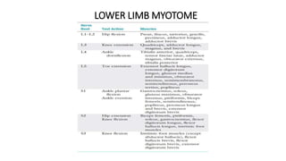 Myotome assessment for physiotherapy students | PPTX | Death, Injury ...