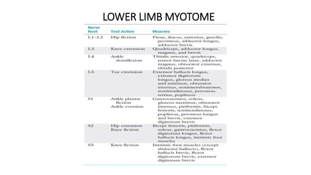 Myotome assessment for physiotherapy students | PPTX | Death, Injury, or Military Conflict ...