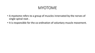 Myotome assessment for physiotherapy students | PPTX