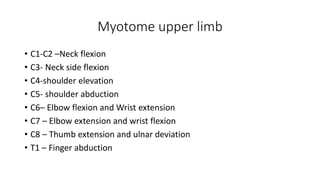 Myotome assessment for physiotherapy students | PPTX