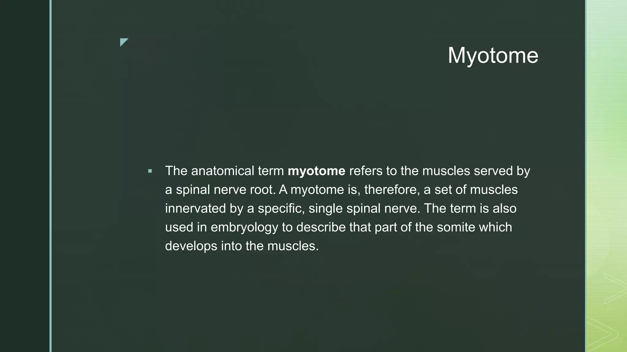 Myotomes | PPTX